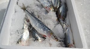 The Fish Man | Fresh Fish Delivered Door‎ | Fresh Fish Caught ...